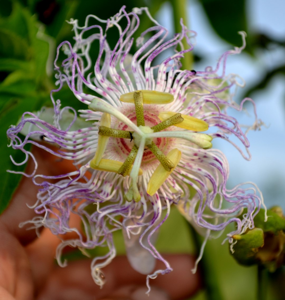Passiflora incarnata – The Botanical Life
